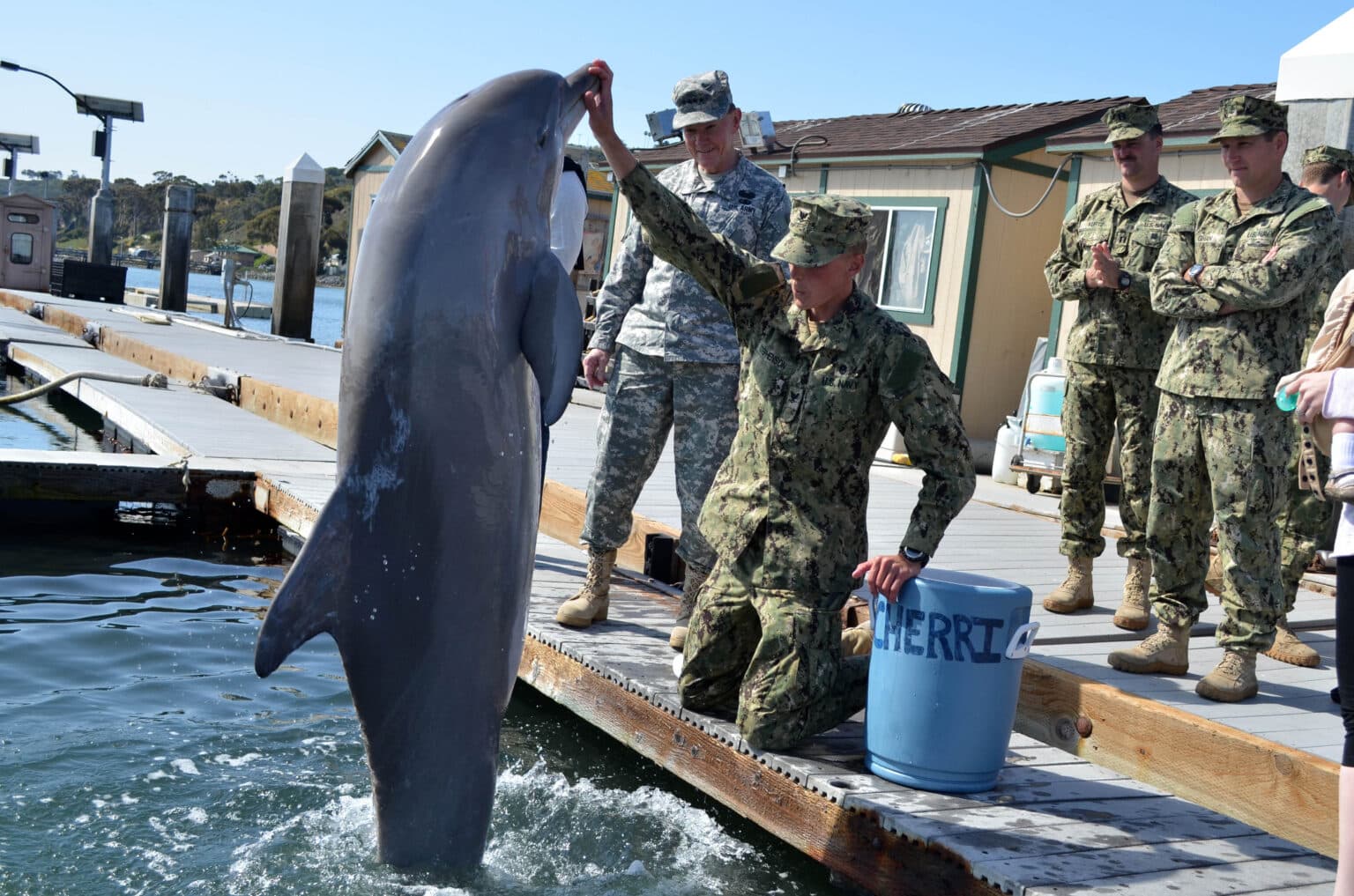 The Navy trained Dolphins: Underwater Guardians – SOFX